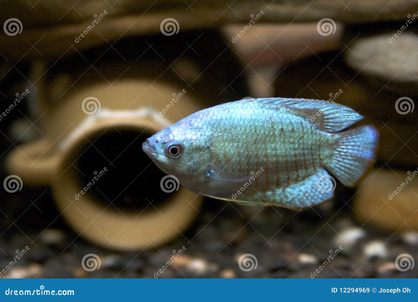 Gourami Fish Raw, Dried Salted Snakeskin Gourami Fish With Spawn, Snake ...