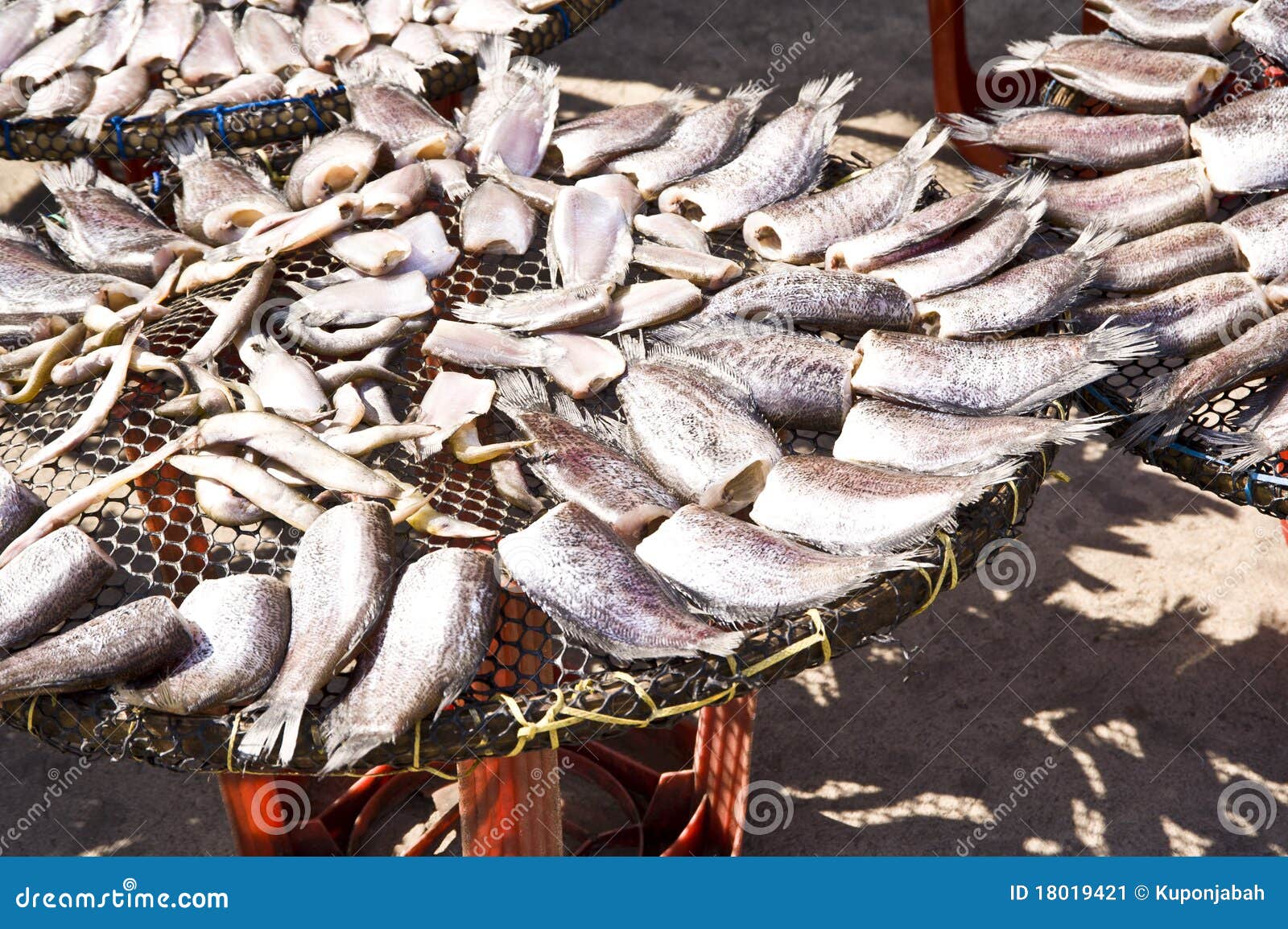 Gourami fish for sale stock image. Image of gourami, asia - 18019421