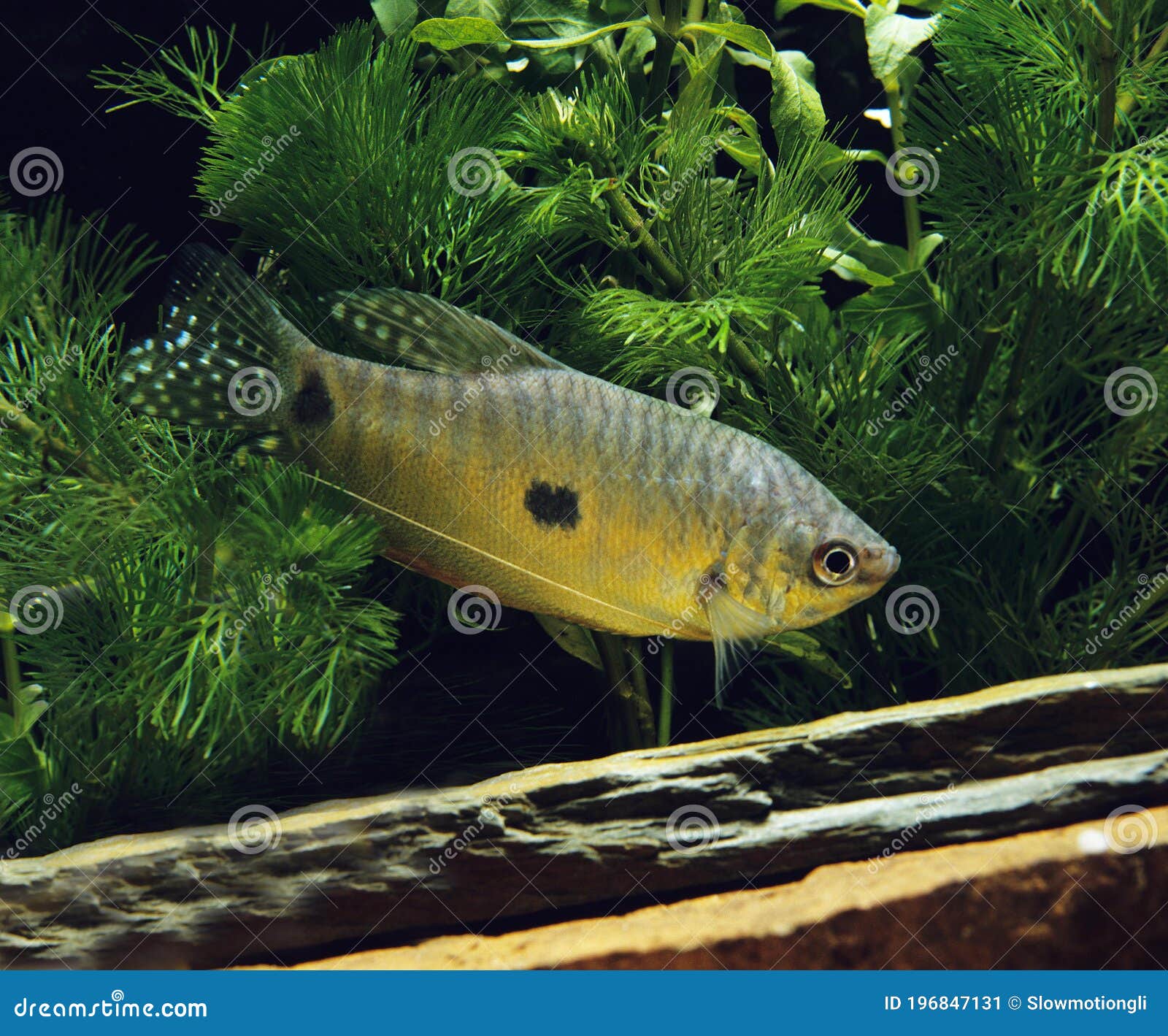 Fish Trichogaster Microlepis Gourami Blue Royalty-Free Stock Photo ...
