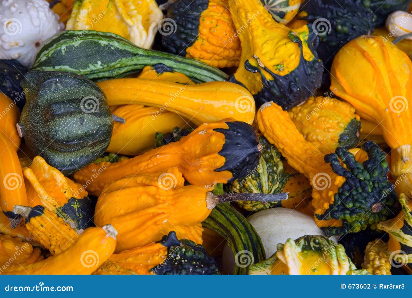 Gourd Background stock photo. Image of farm, farmer, farming - 673602