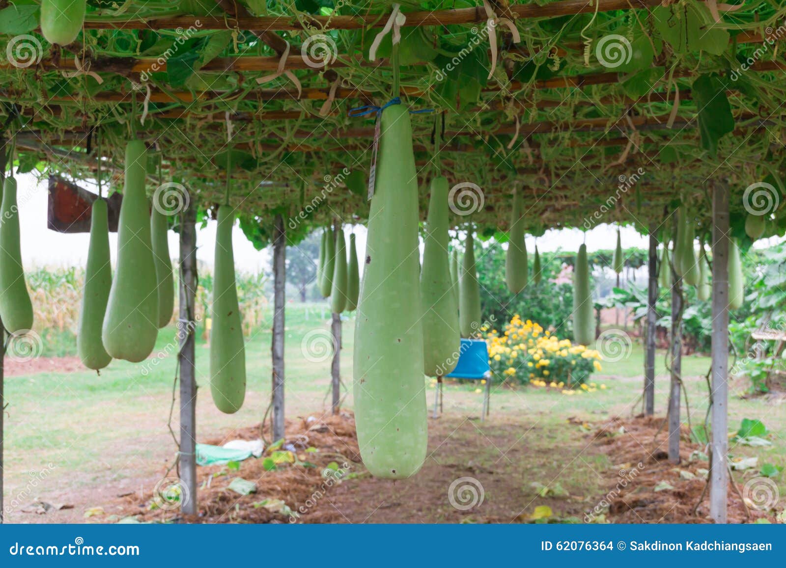 Gourd, Calabash gourd stock photo. Image of garden, thailand - 62076364