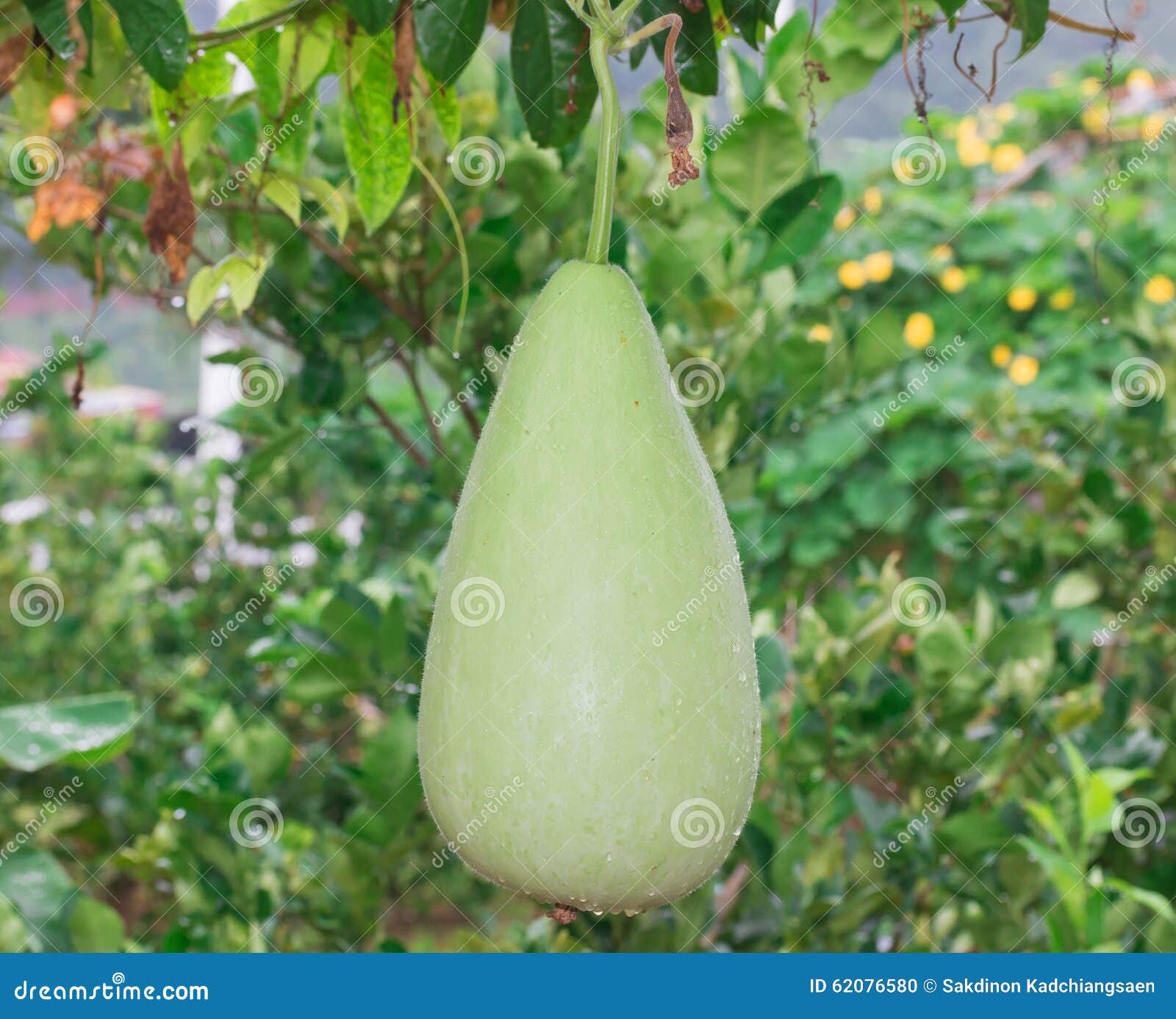 Gourd, Calabash gourd stock photo. Image of calabash - 62076580