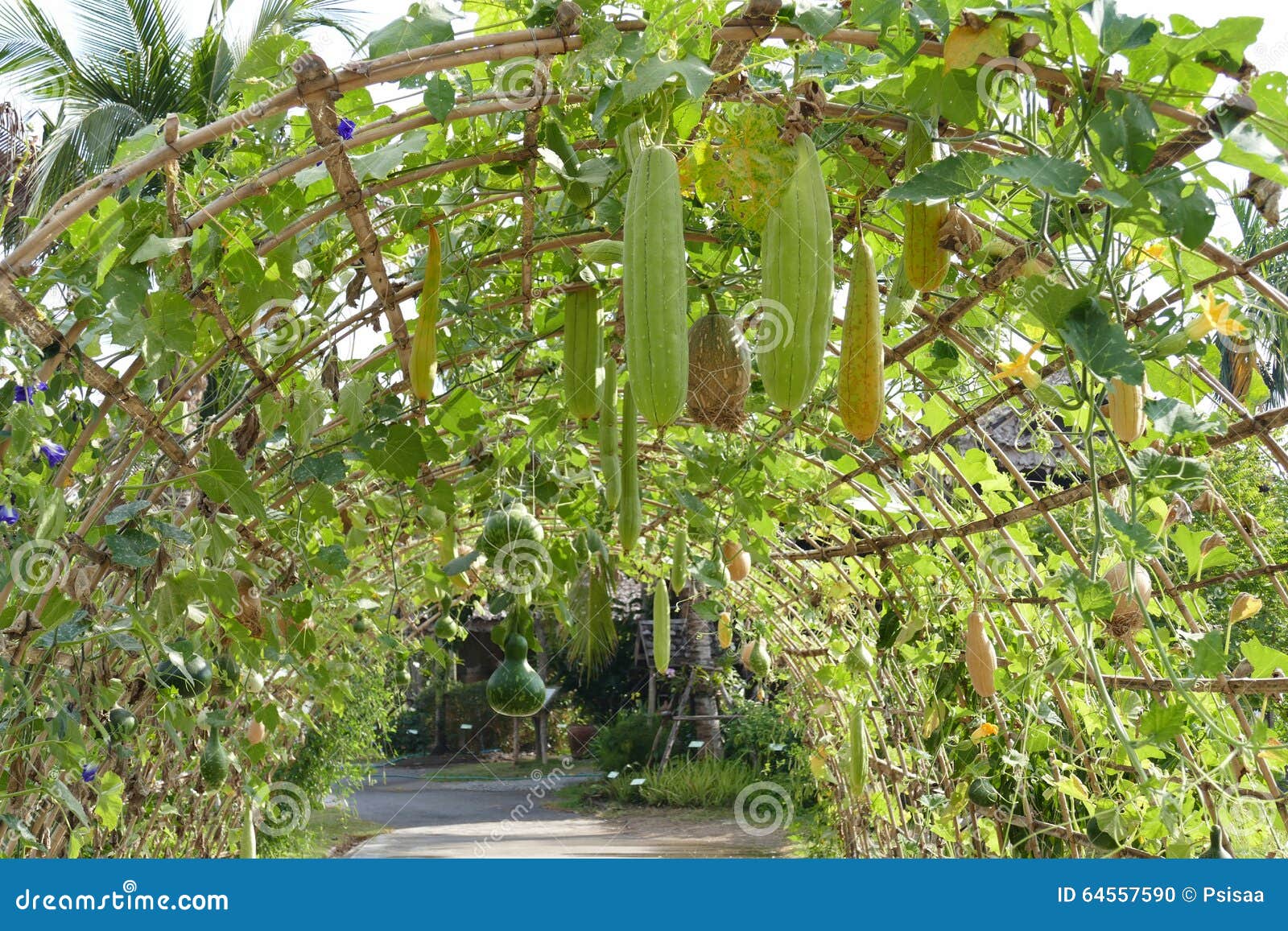 Gourd Calabash Growing on Arbor Stock Photo - Image of bottle, tree ...