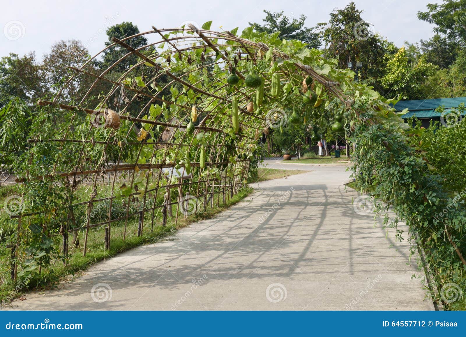 Gourd Calabash Growing on Arbor Stock Photo - Image of leaf, arbor ...