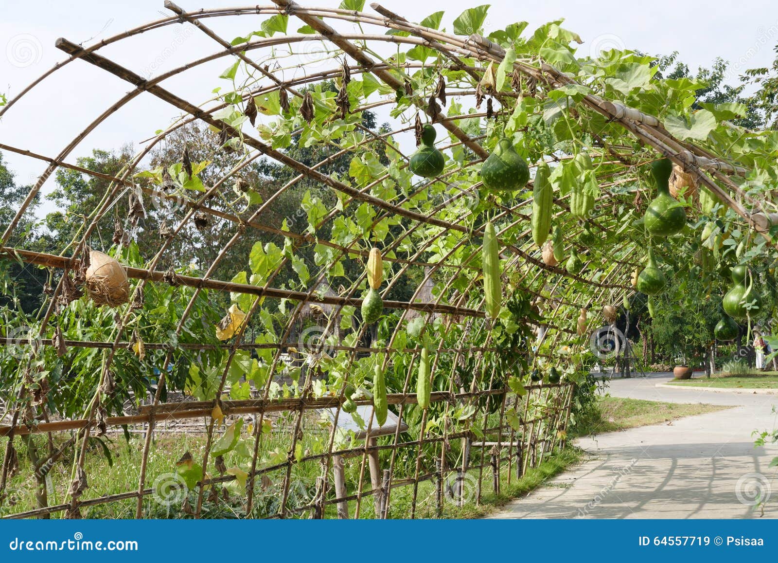 Gourd Calabash Growing on Arbor Stock Image - Image of health, pathway ...