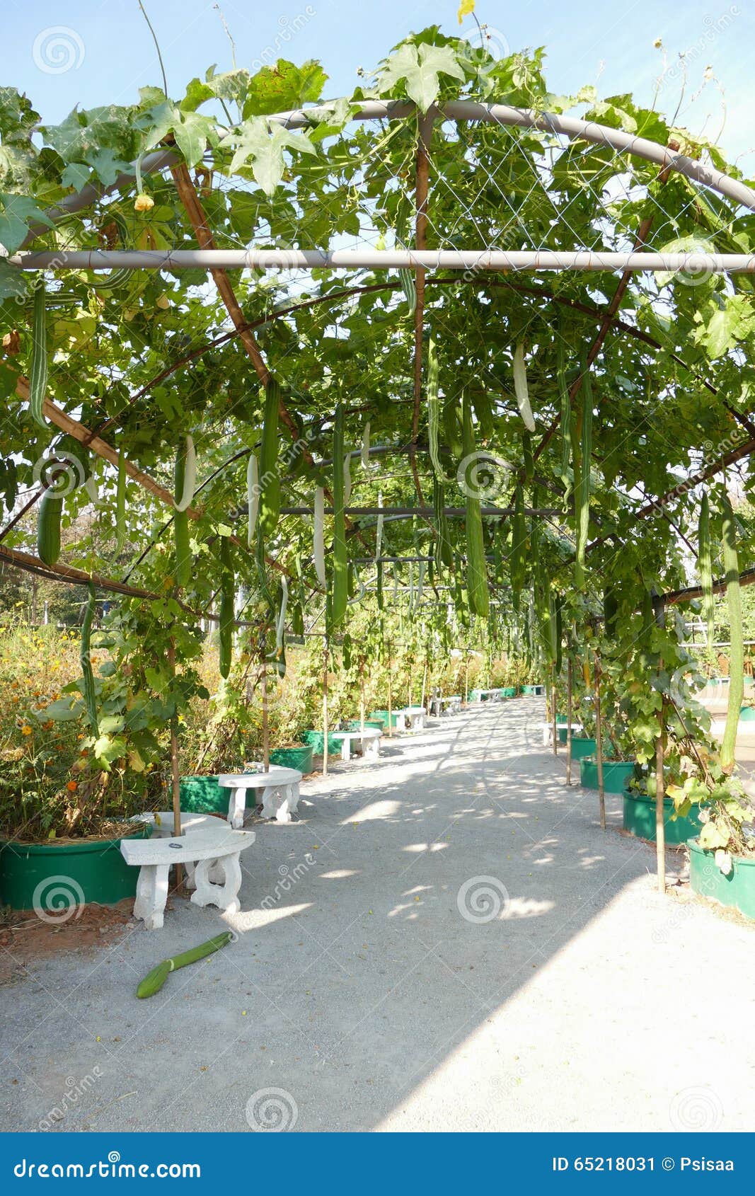 Gourd Calabash Growing on Arch Pergola Stock Image - Image of fresh ...