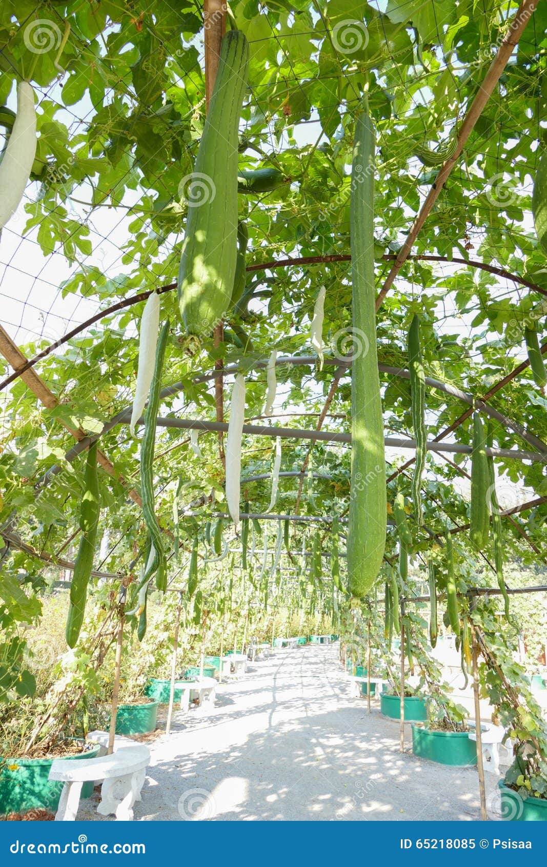 Gourd Calabash Growing on Arch Pergola Stock Image - Image of green ...