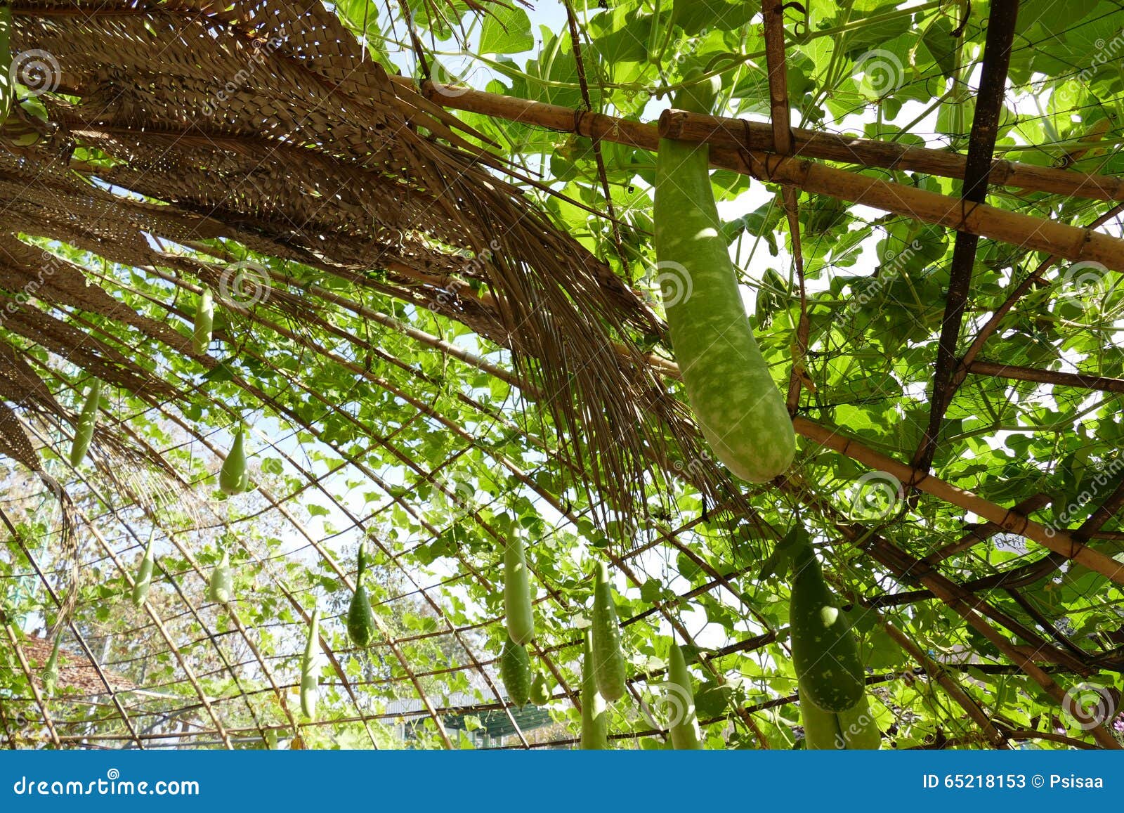 Gourd Calabash Growing on Arch Pergola Stock Image - Image of leaf ...