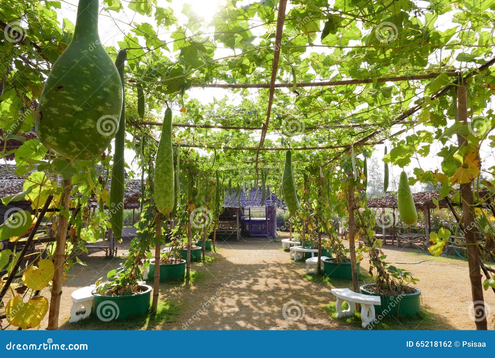 Gourd Calabash Growing on Arch Pergola Stock Photo - Image of green ...