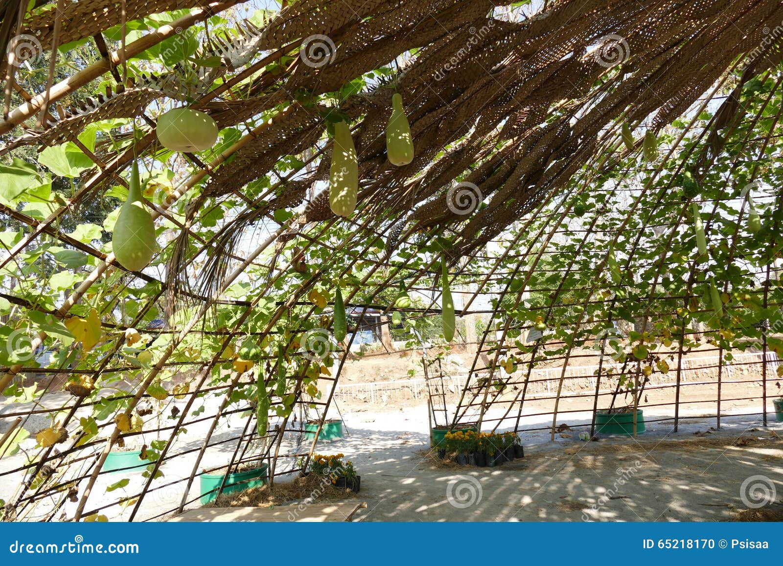 Gourd Calabash Growing on Arch Pergola Stock Photo - Image of vegetable ...