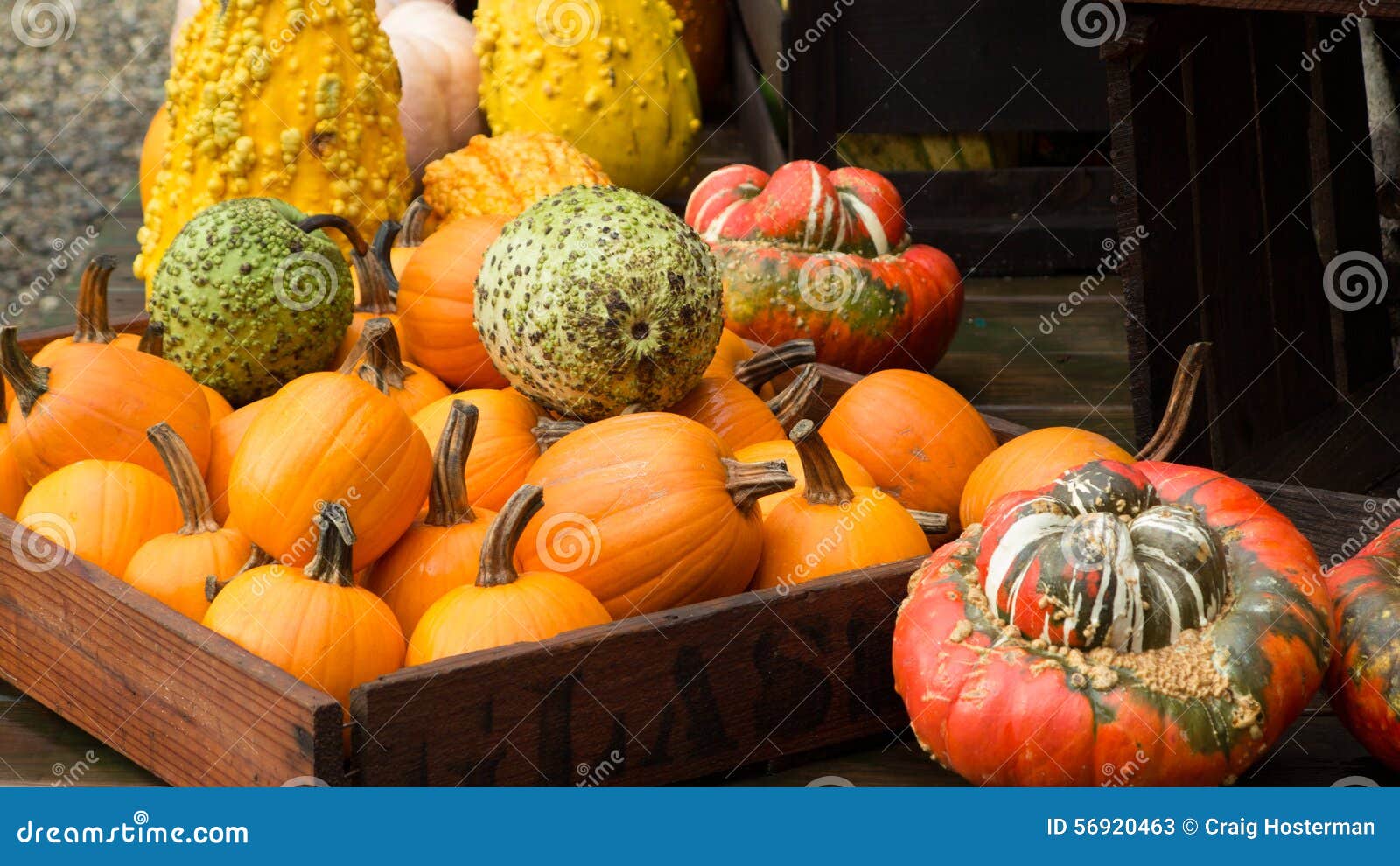 Gourd Display stock image. Image of orange, squash, fall - 56920463