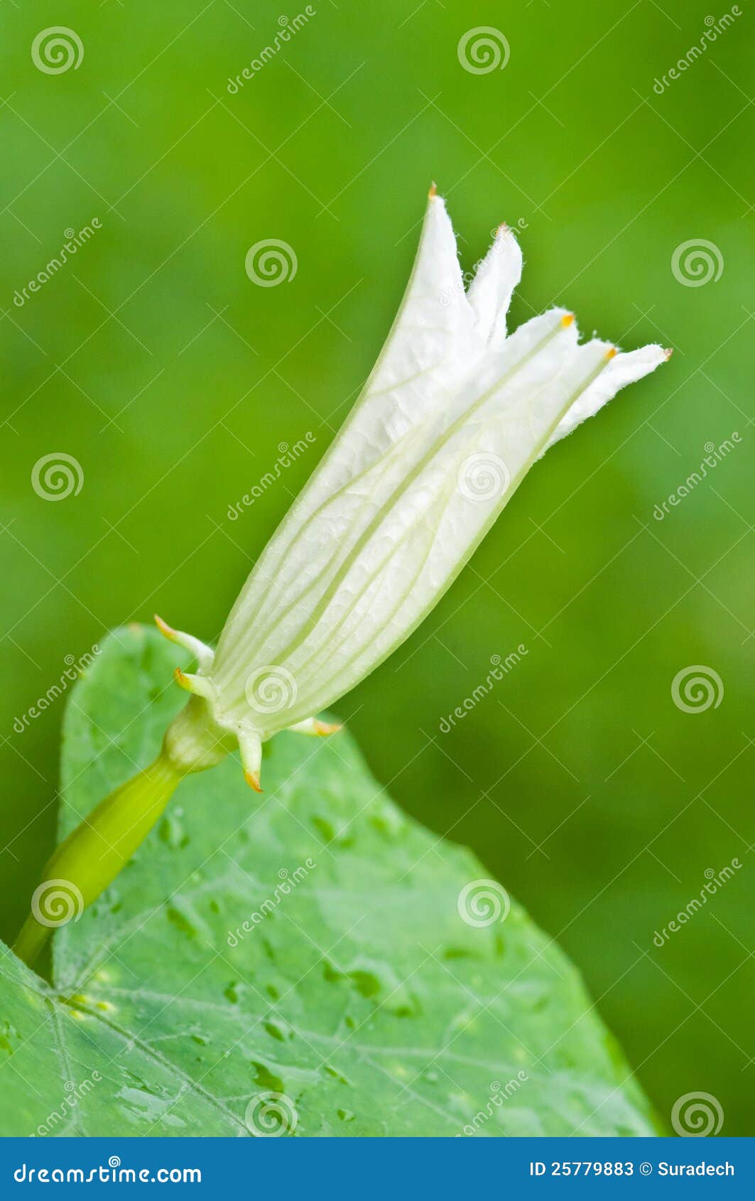 Gourd flower stock image. Image of leaves, garden, close - 25779883