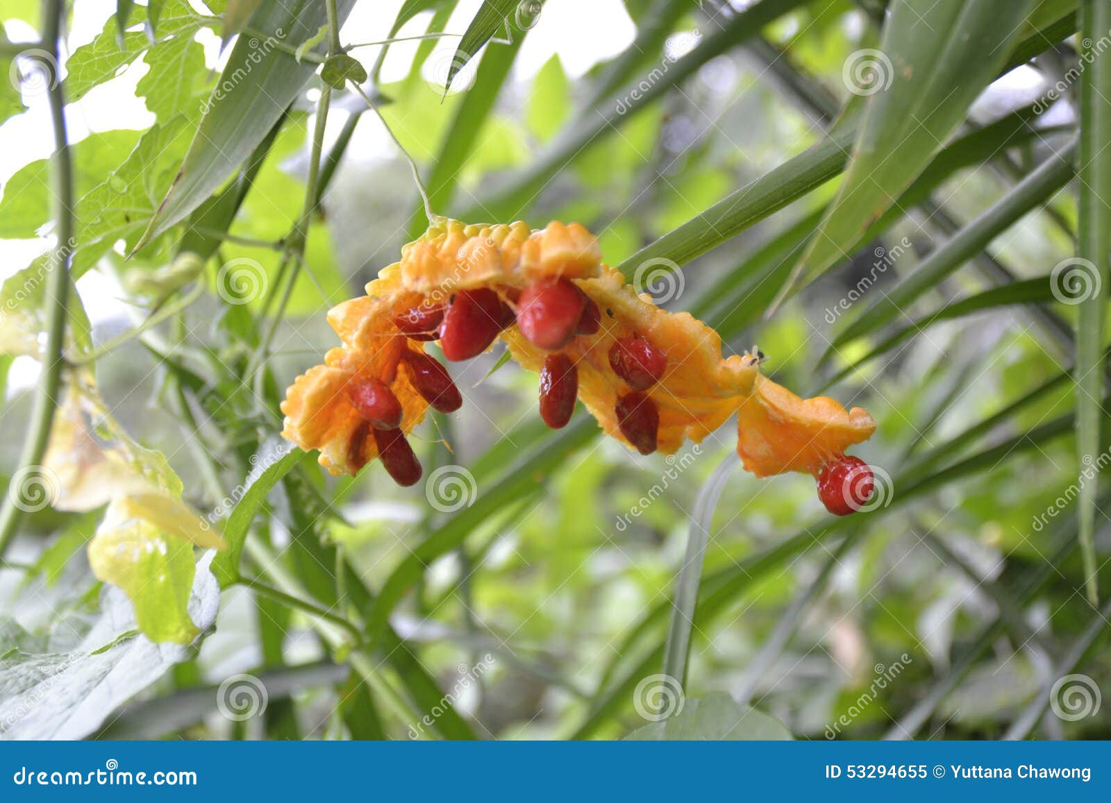 Gourd stock image. Image of yellow, kernel, food, gourd - 53294655