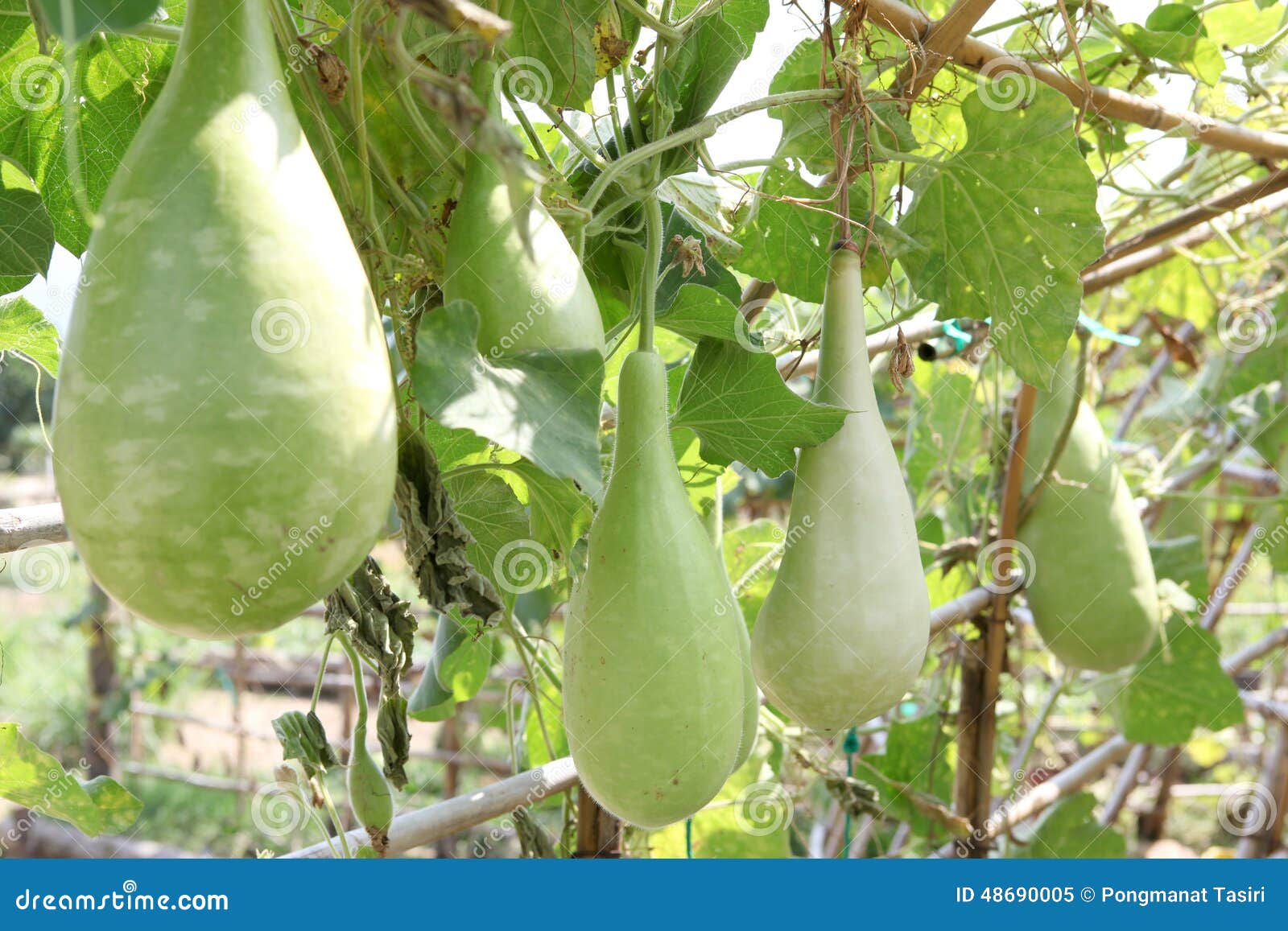 Gourd on its tree stock image. Image of eatable, nutritious - 48690005