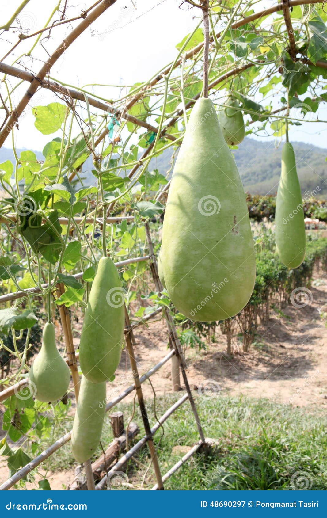 Gourd on its tree stock image. Image of health, eatable - 48690297
