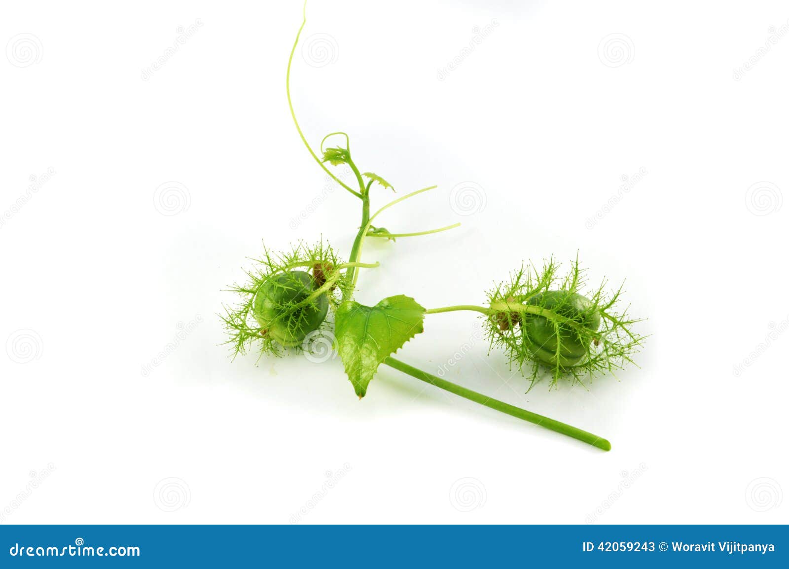 Gourd leaf and Wild fruits stock image. Image of gourd - 42059243