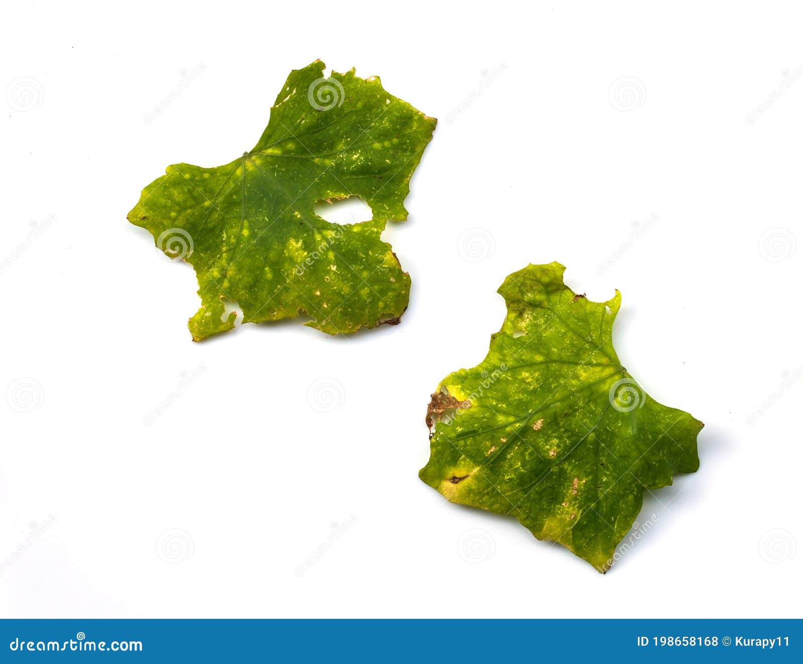 Gourd Leaves are Blight Disease. Causes Caused by Mold and Bacteria ...