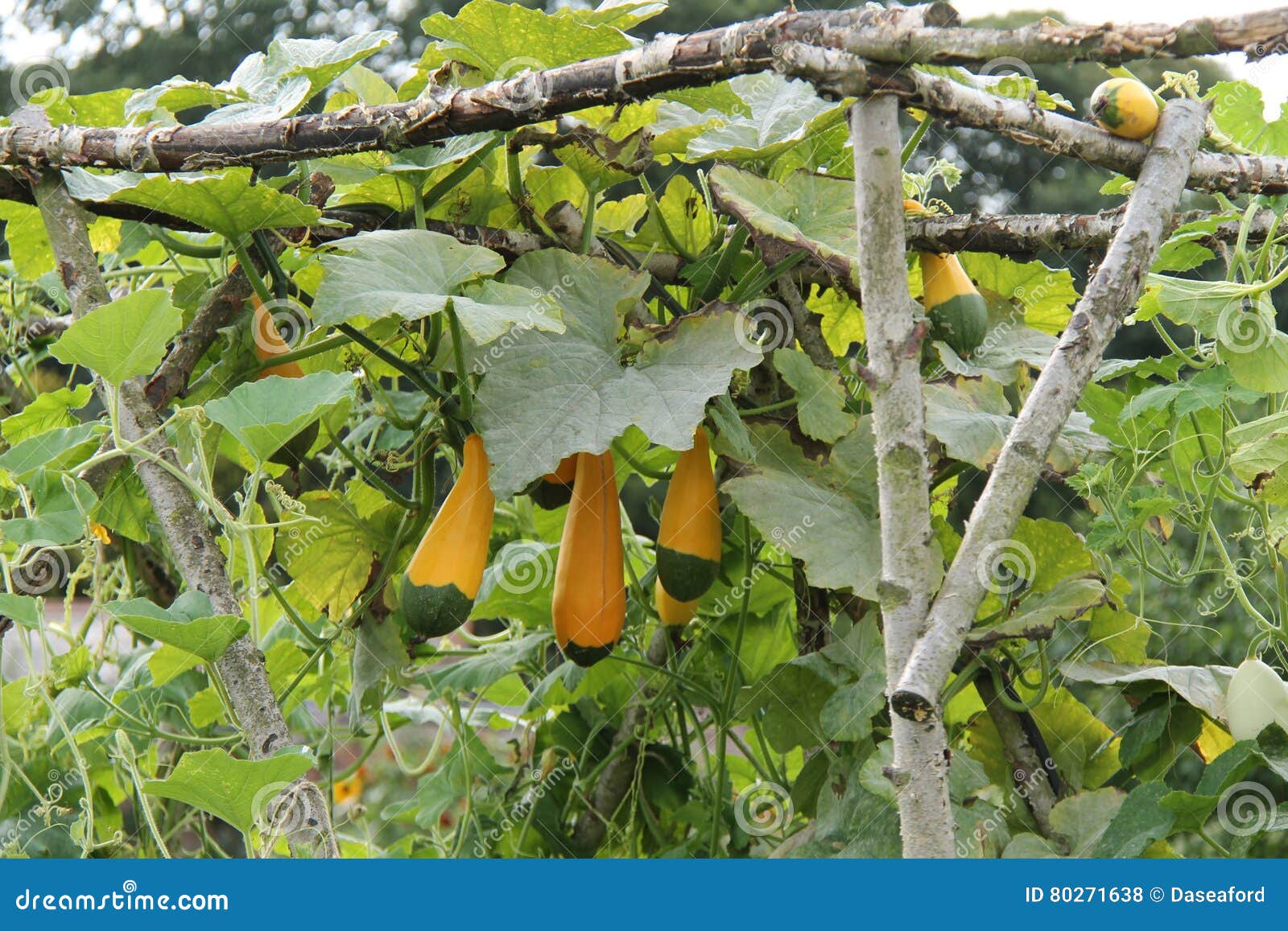 Gourd Plant Fruits. stock photo. Image of harvest, rural - 80271638