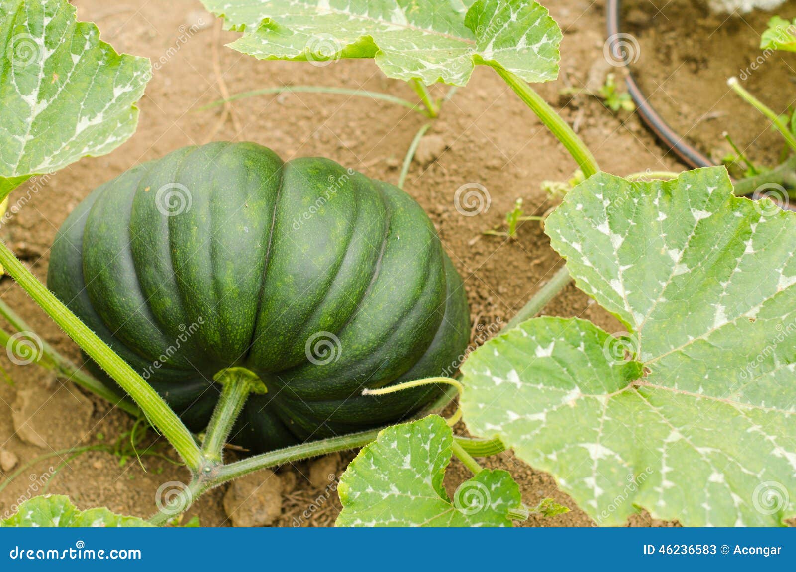 Calabacera Stock Photos - Free & Royalty-Free Stock Photos from Dreamstime