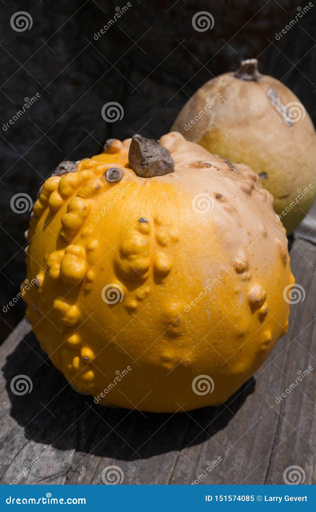 Gourd with uneven surface stock image. Image of botanical - 151574085