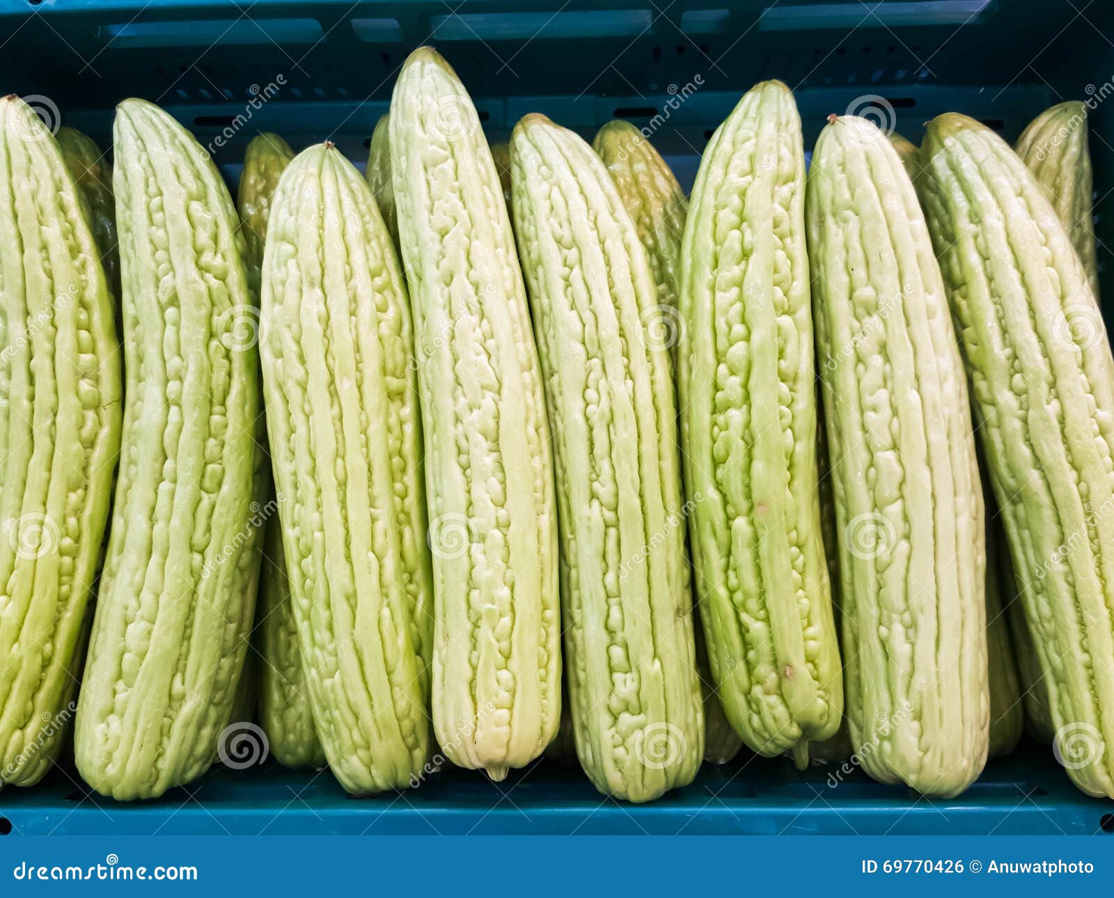 Gourd for Thai food stock photo. Image of thai, close - 69770426