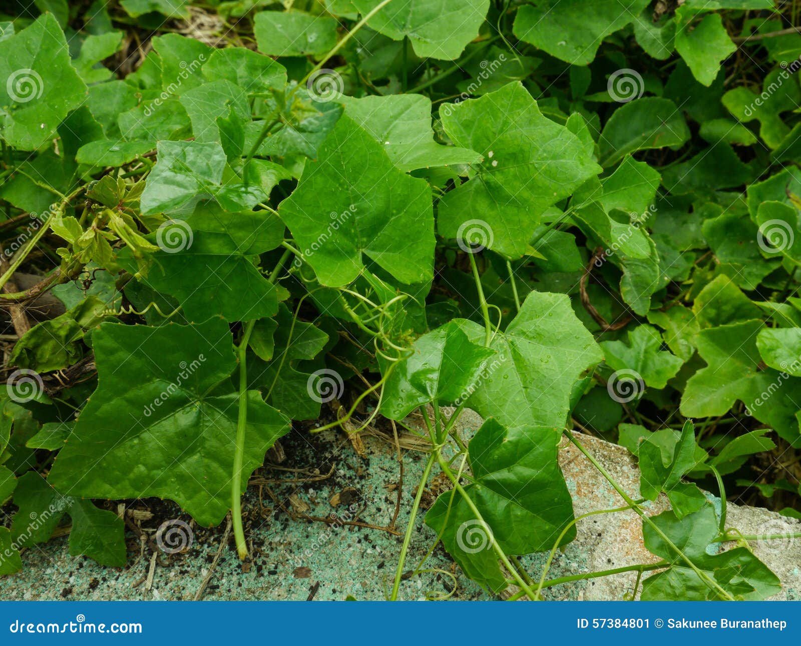 Gourd Tree stock image. Image of drink, formal, backgrounds - 57384801