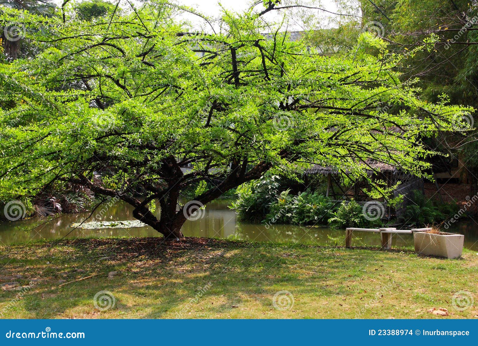 Gourd tree in the garden stock photo. Image of tree, leaf - 23388974