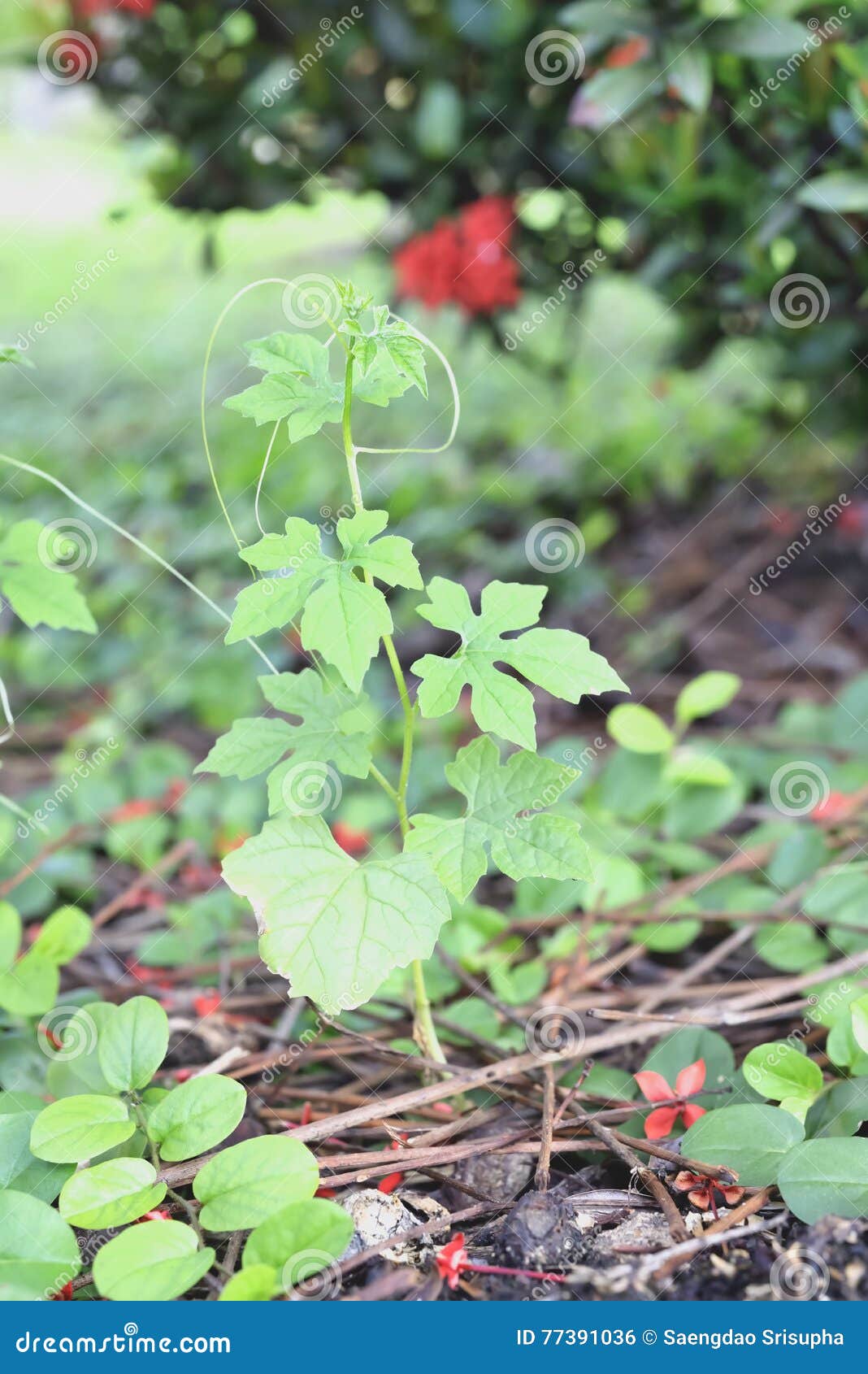Gourd tree stock photo. Image of life, garden, charantia - 77391036