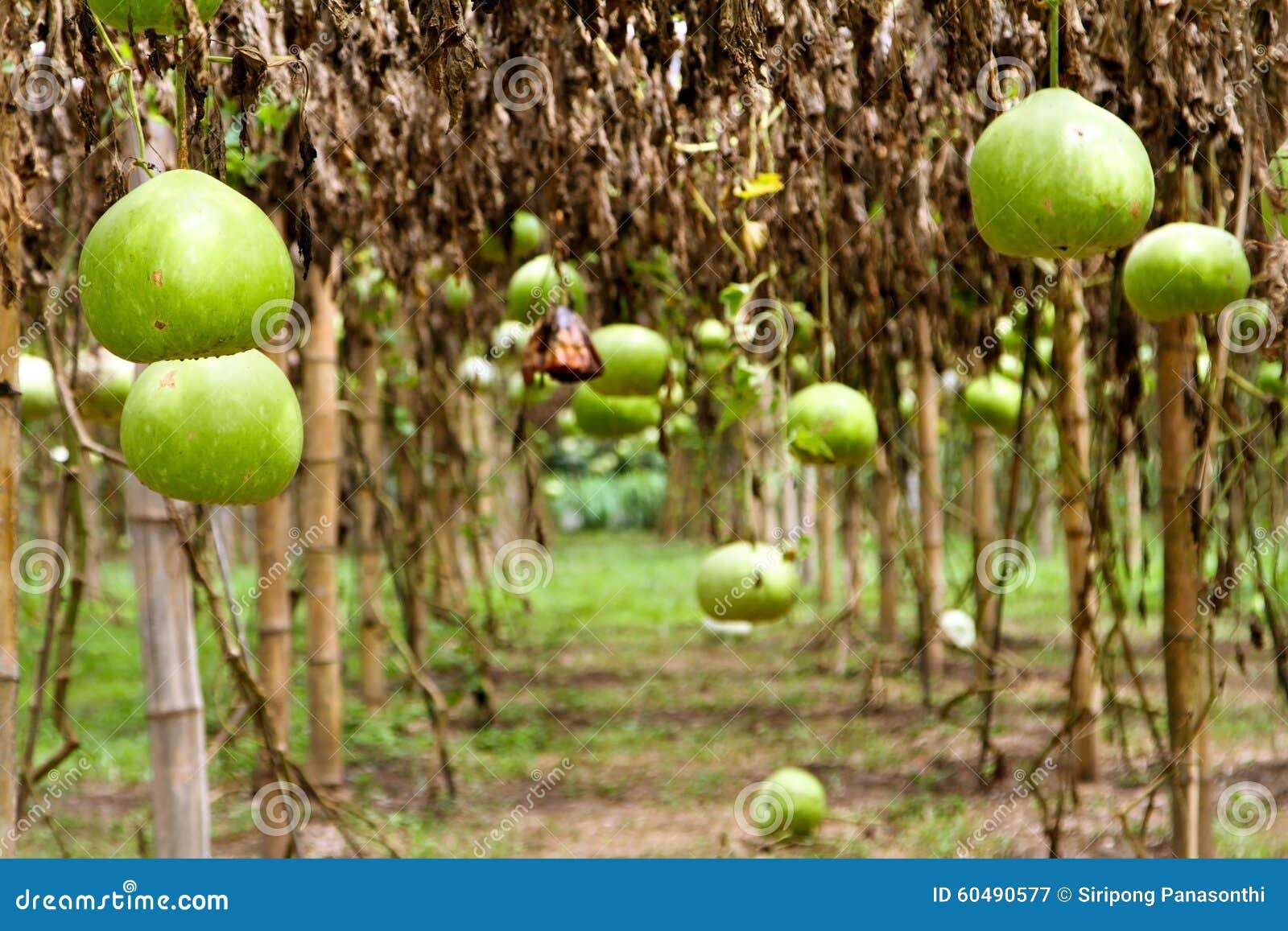 Gourd tree planting stock image. Image of gourd, tree - 60490577
