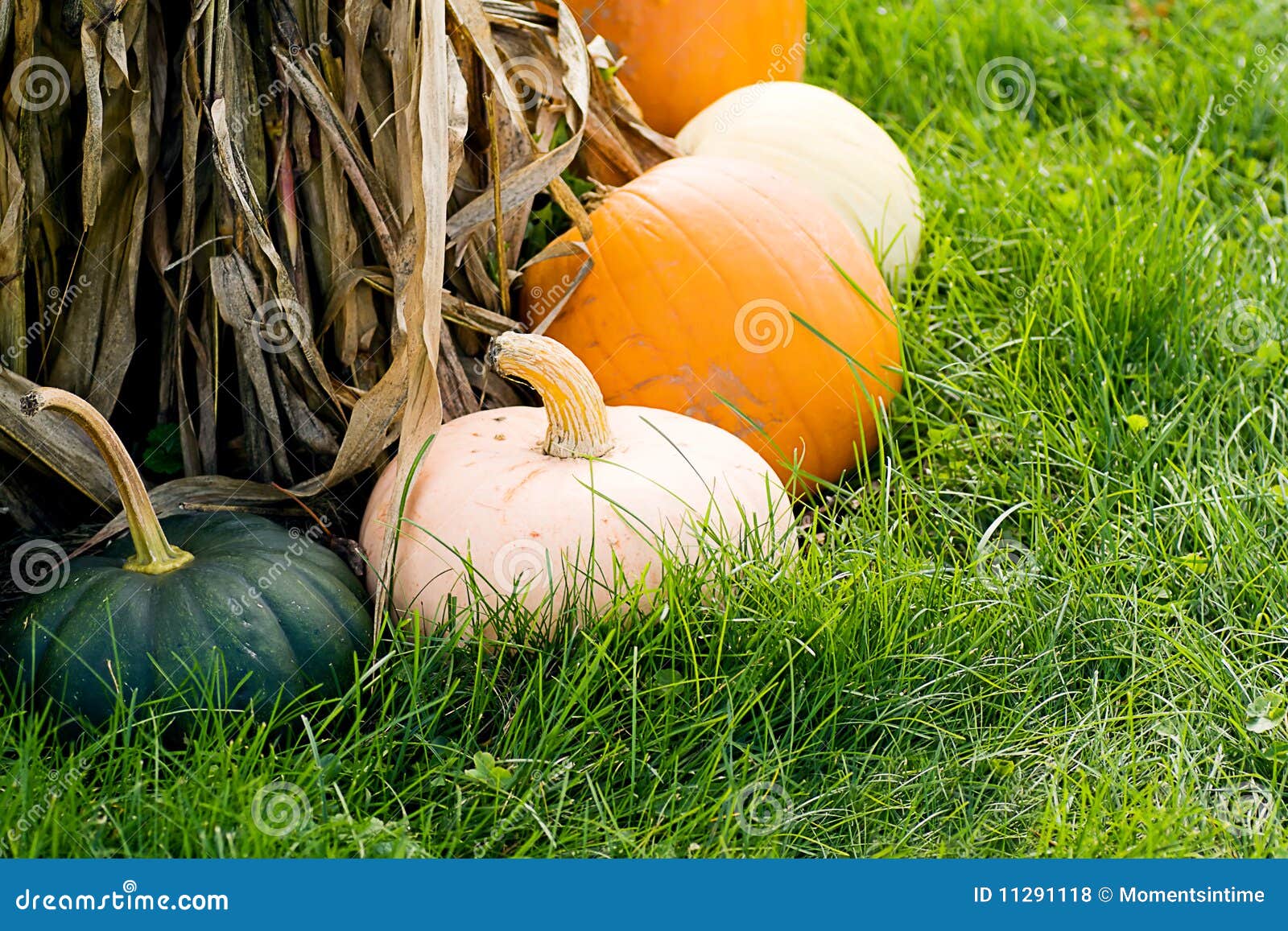 Gourd Variety on Corn Stalks Stock Photo - Image of autumn, corn: 11291118