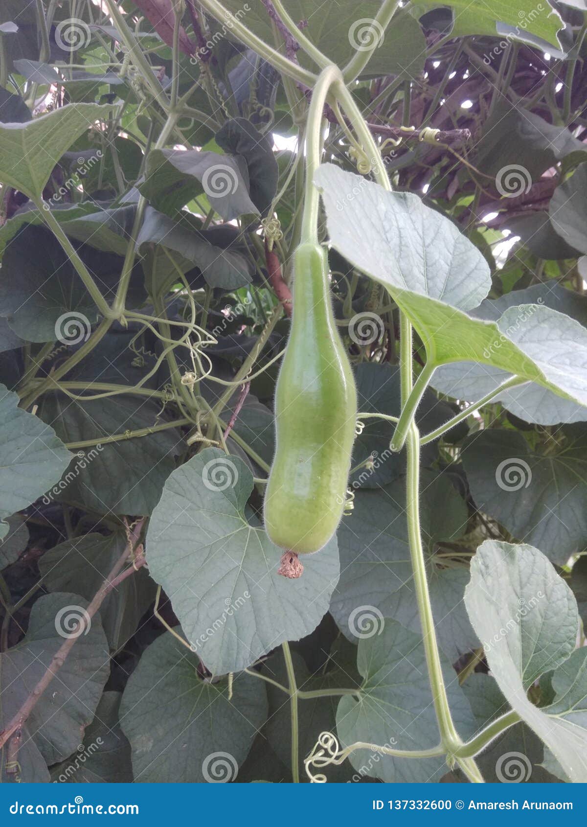 Gourd Vegetable stock photo. Image of plant, vegetable - 137332600