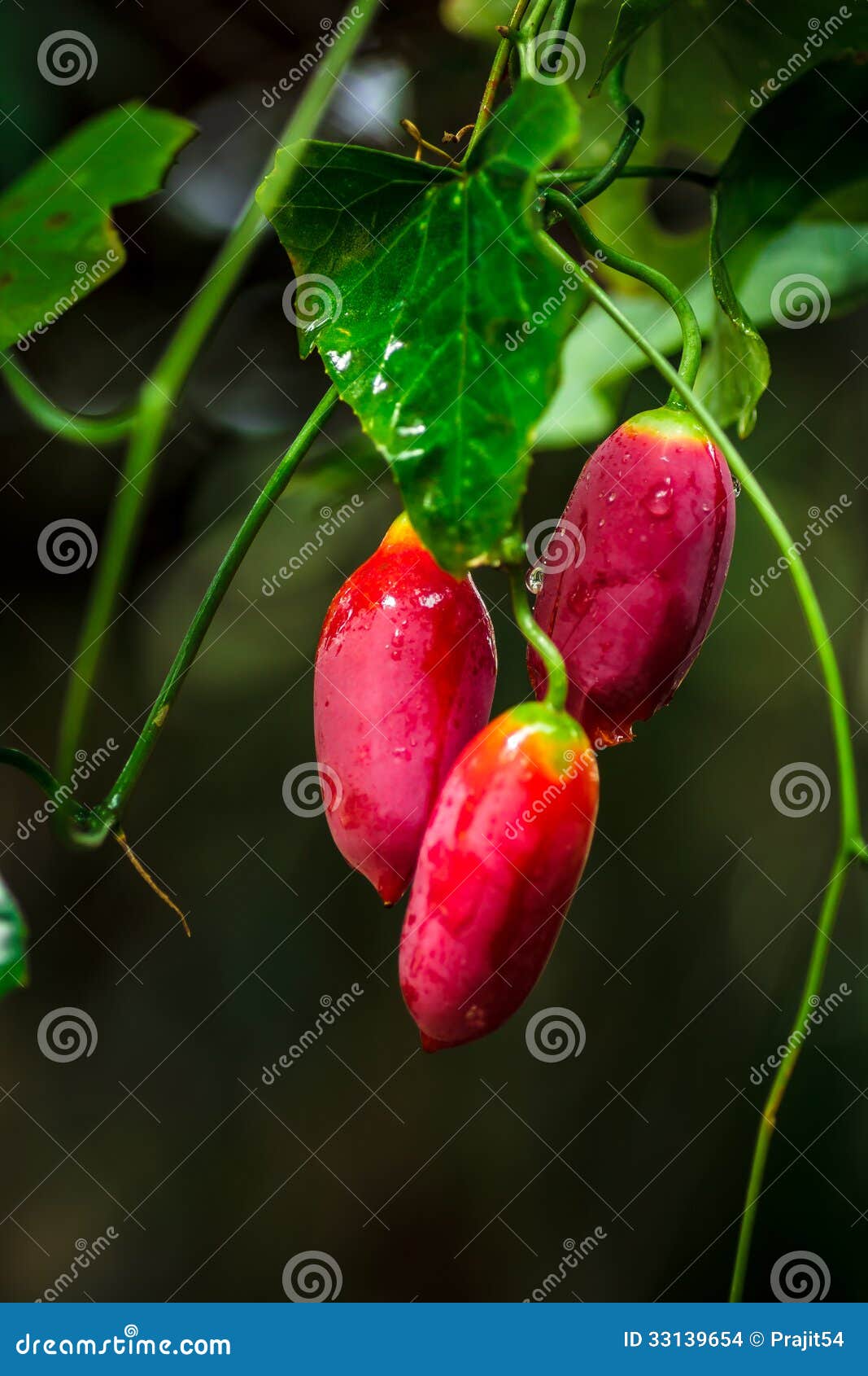 Gourd vegetables stock photo. Image of coccinia, fresh - 33139654