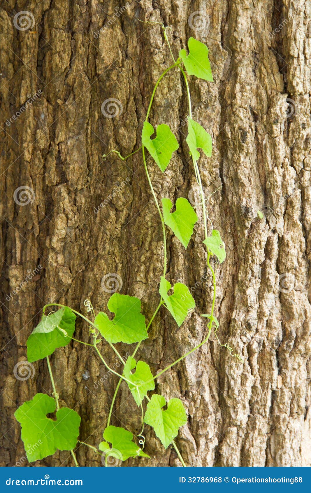 Gourd vines on tree stock photo. Image of cucumber, botanical - 32786968