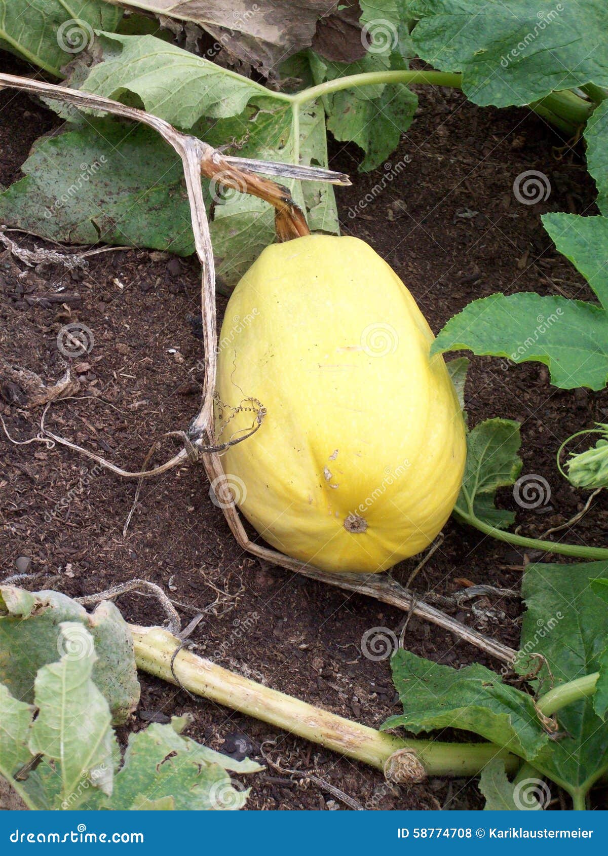 Gourd stock photo. Image of minnesota, grow, round, attraction - 58774708