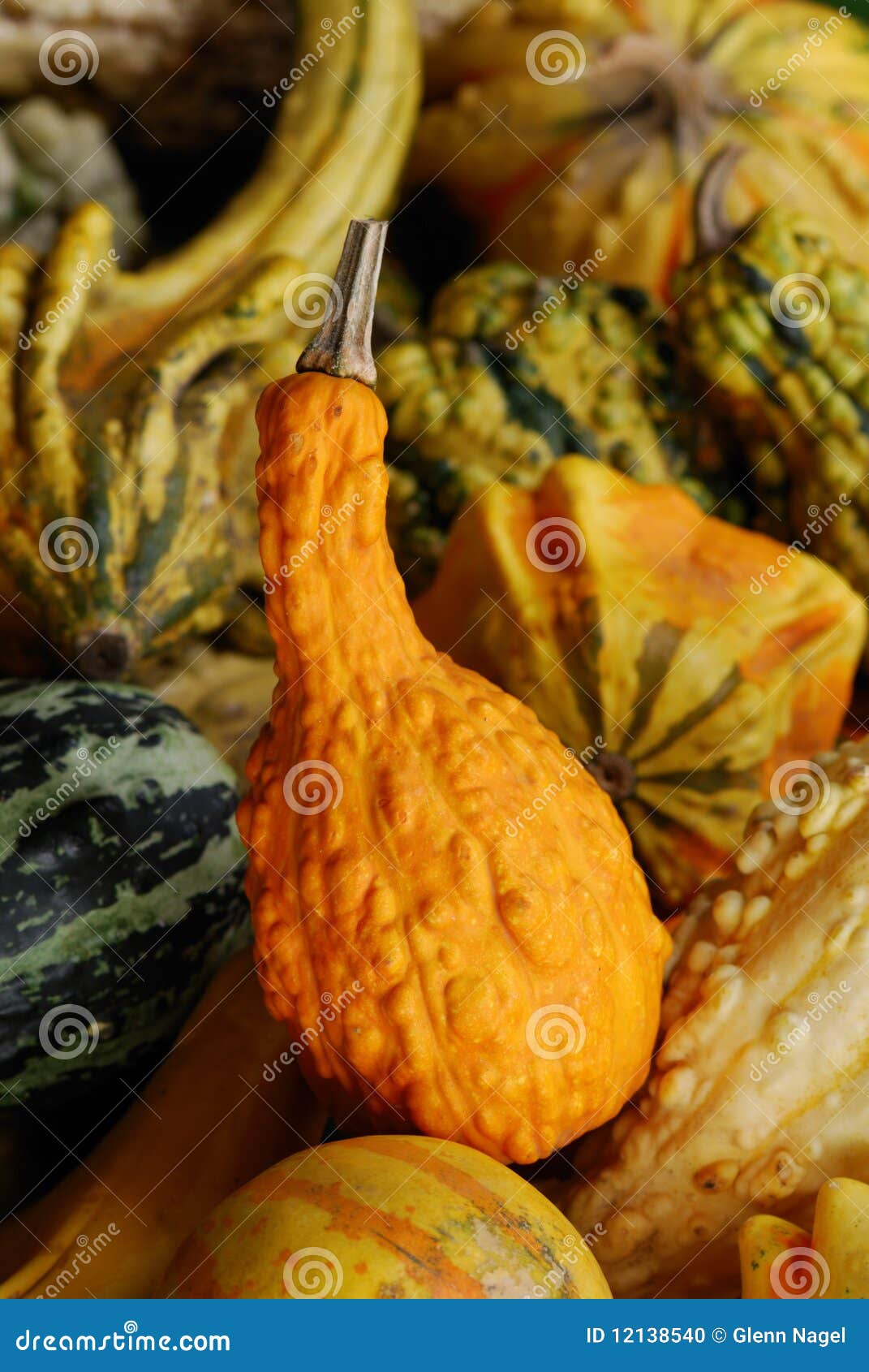 Gourds stock photo. Image of indian, country, group, colors - 12138540