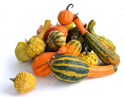Gourds stock photo. Image of november, assortment, ornamental - 22850308