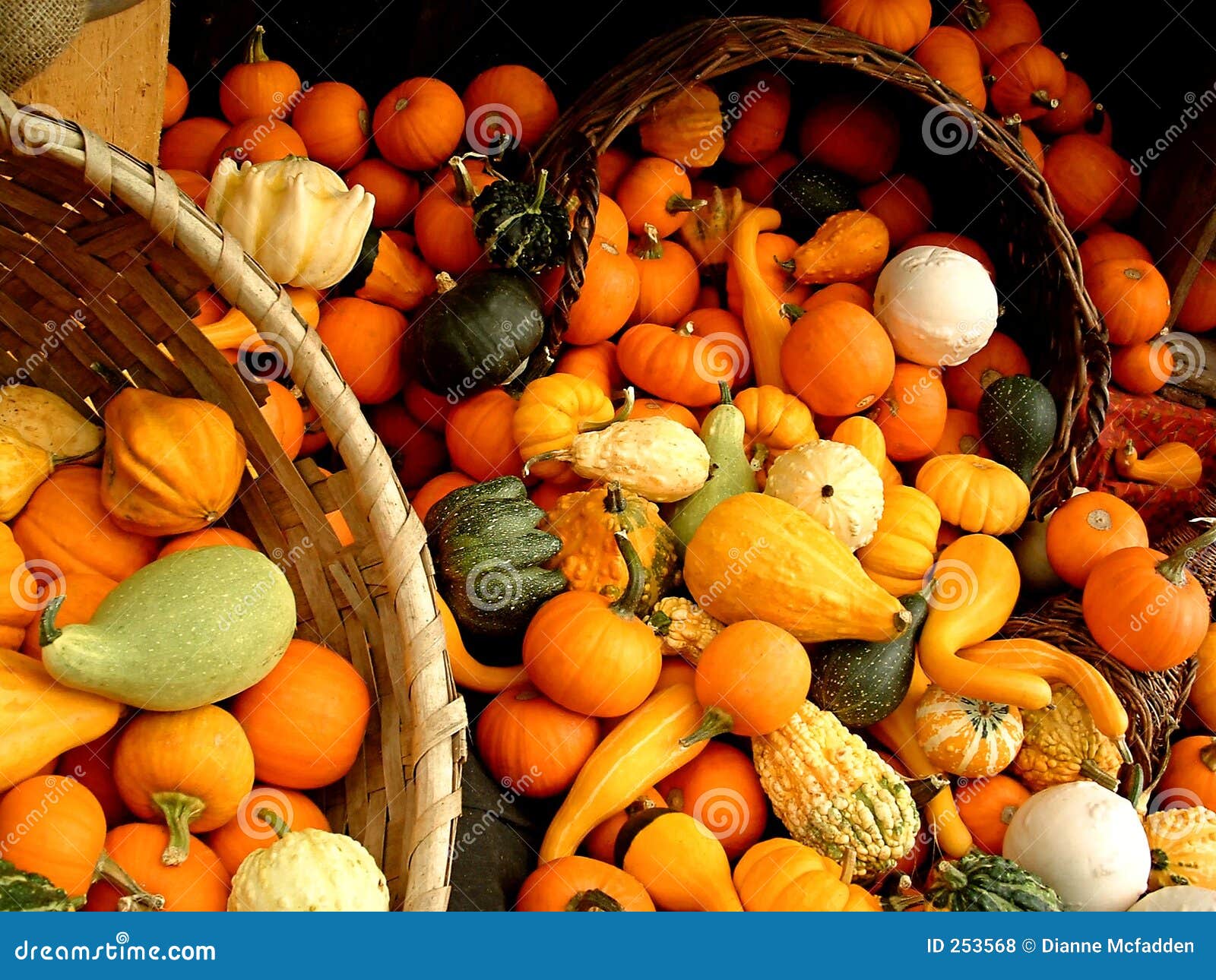 Gourds stock photo. Image of green, gourds, baskets, autumn - 253568