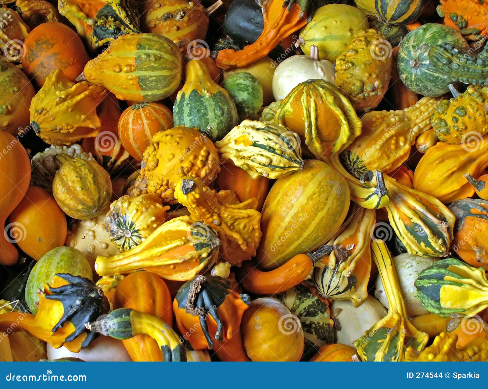 Gourds stock photo. Image of seasonal, cornacopia, bounty - 274544