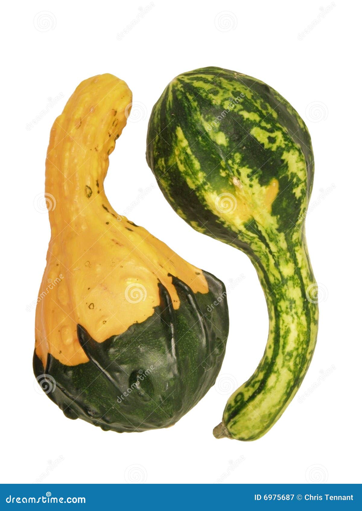 Gourds stock image. Image of cook, nature, gourd, yang - 6975687