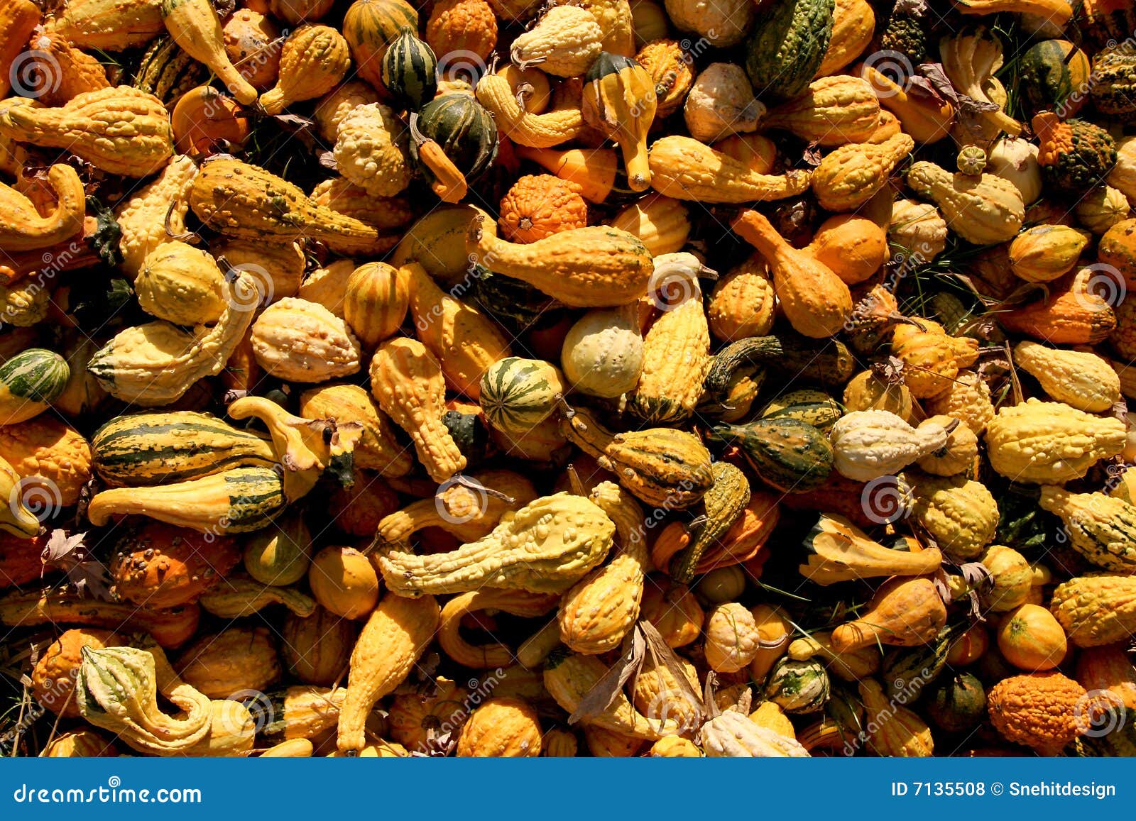 Gourds Background stock photo. Image of harvest, holiday - 7135508