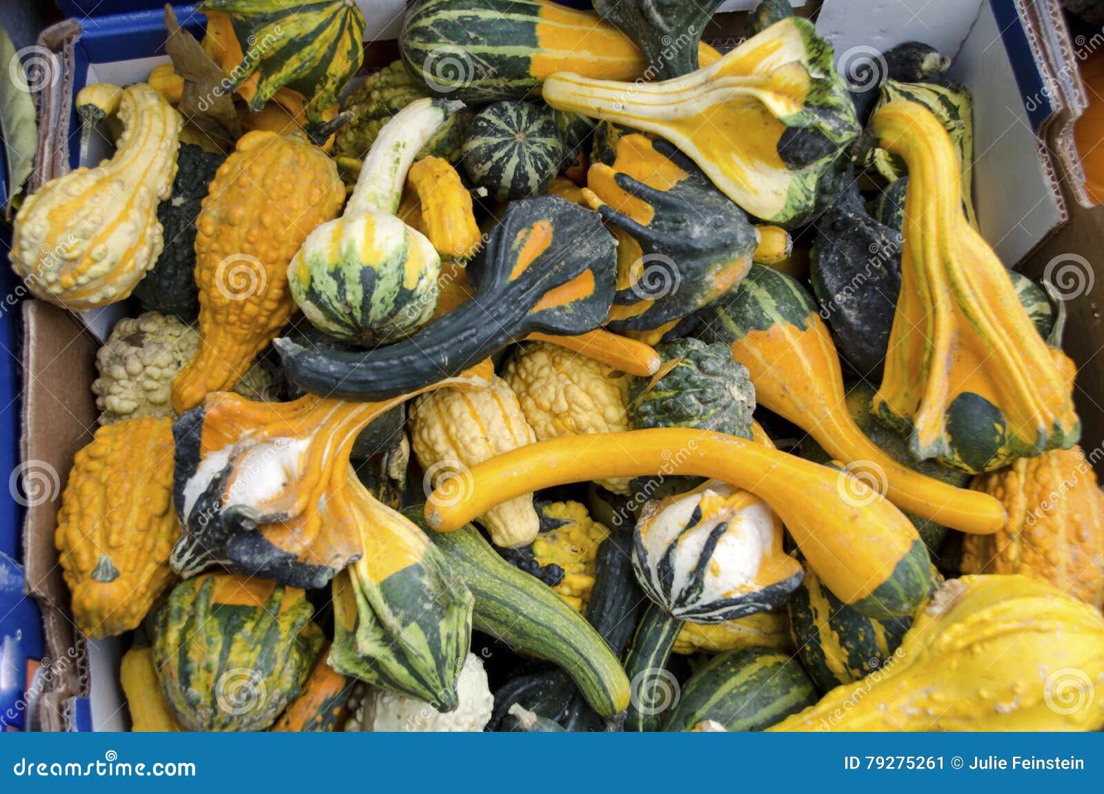 Gourds stock image. Image of fall, gourd, gourds, shell - 79275261
