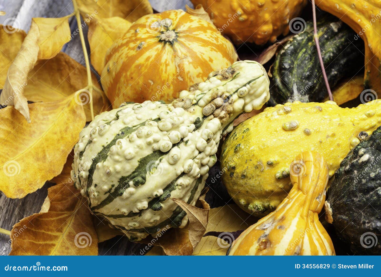 Gourds stock image. Image of fall, gourd, leaves, color - 34556829