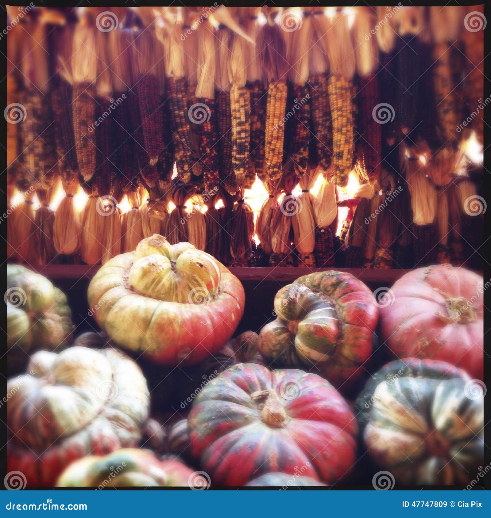Gourds and corn stock image. Image of food, bunch, gourds - 47747809