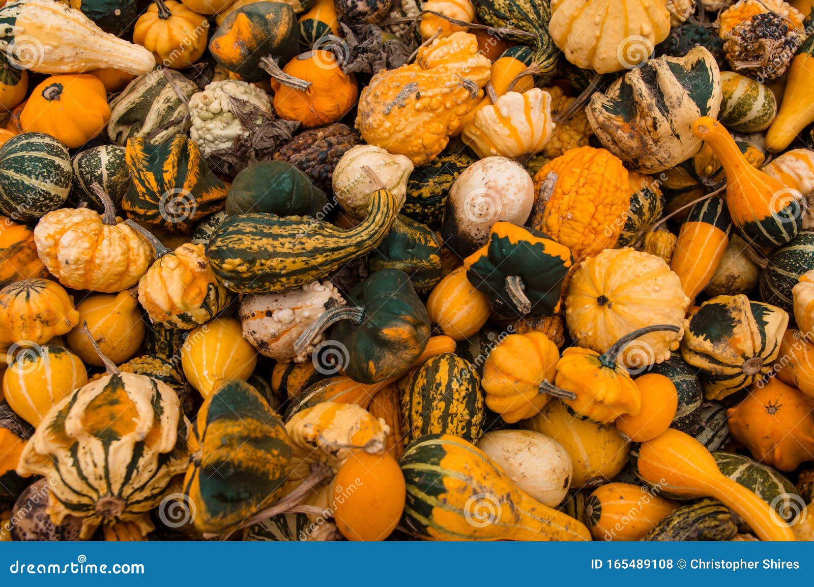 Gourds in the fall stock photo. Image of fall, fruit - 165489108
