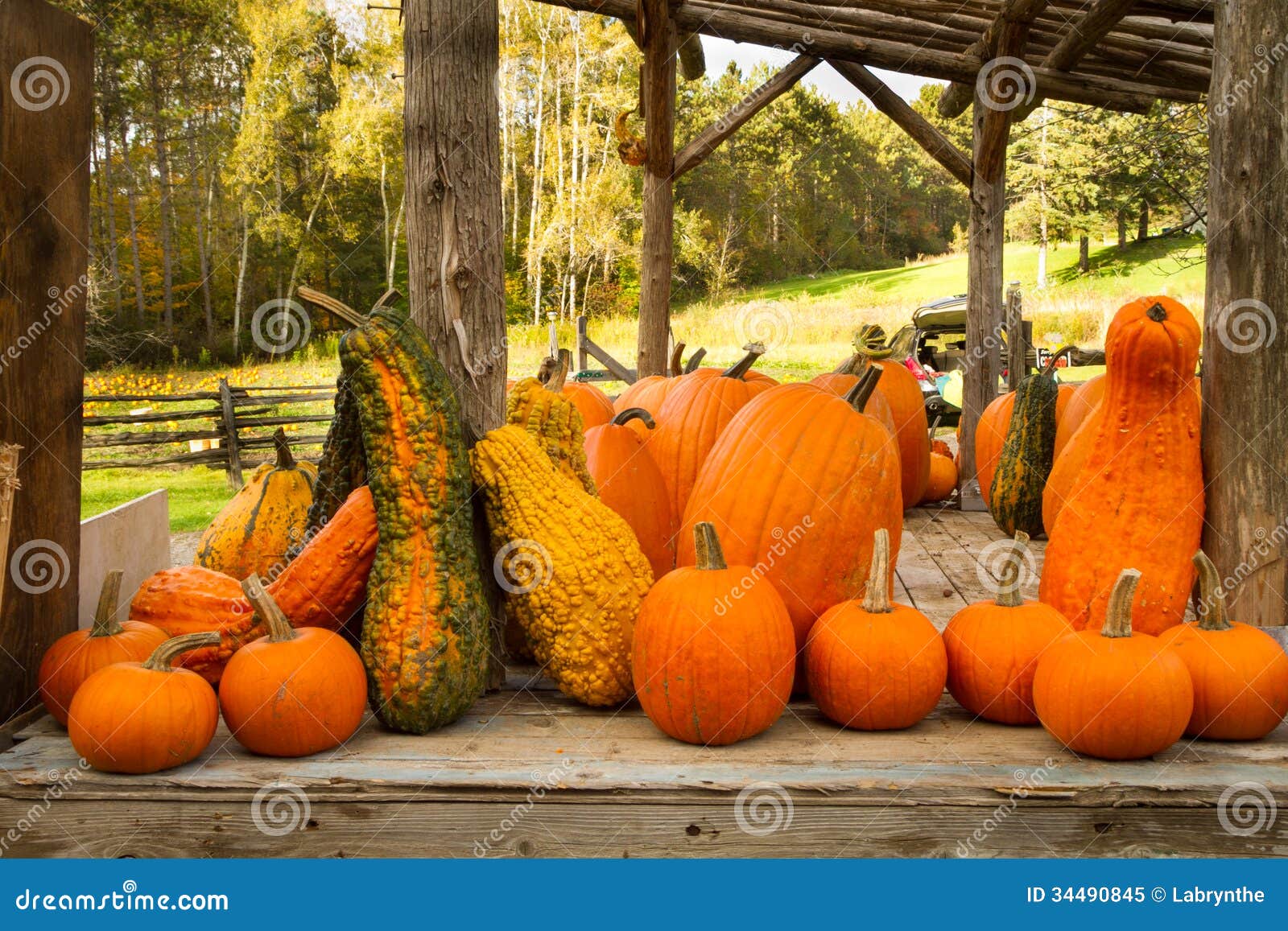 Gourds for Sale stock image. Image of fall, harvest, orange - 34490845