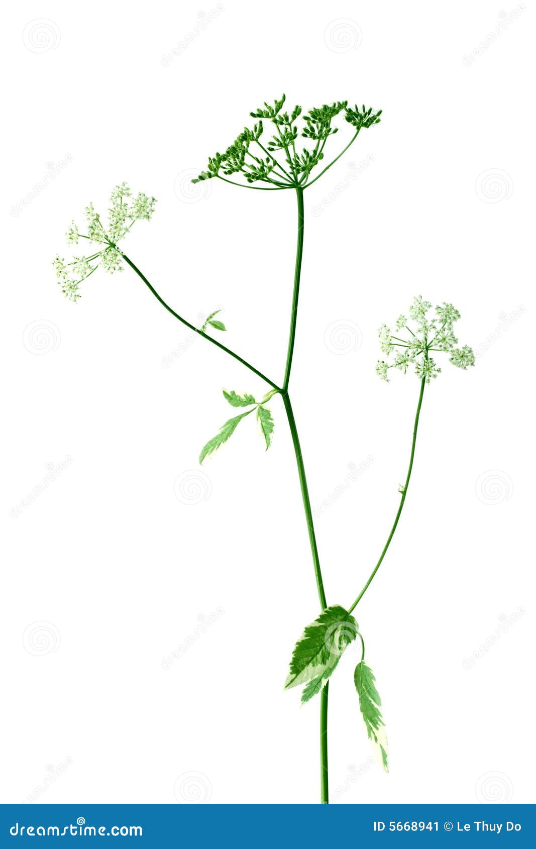 Goutweed stock image. Image of goutweed, aegopodium, umbrella - 5668941