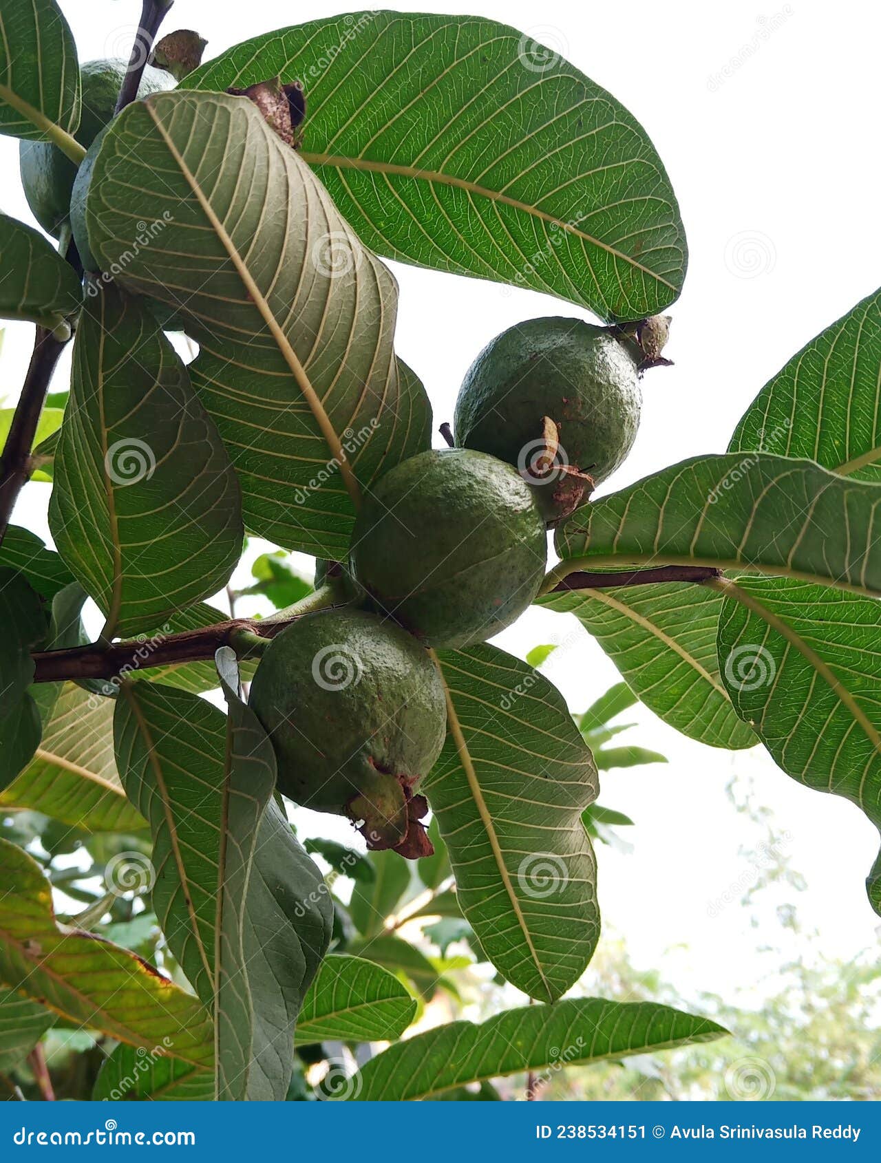 Gouva Plants Fruiting Time in the Tree Stock Image - Image of fruit ...