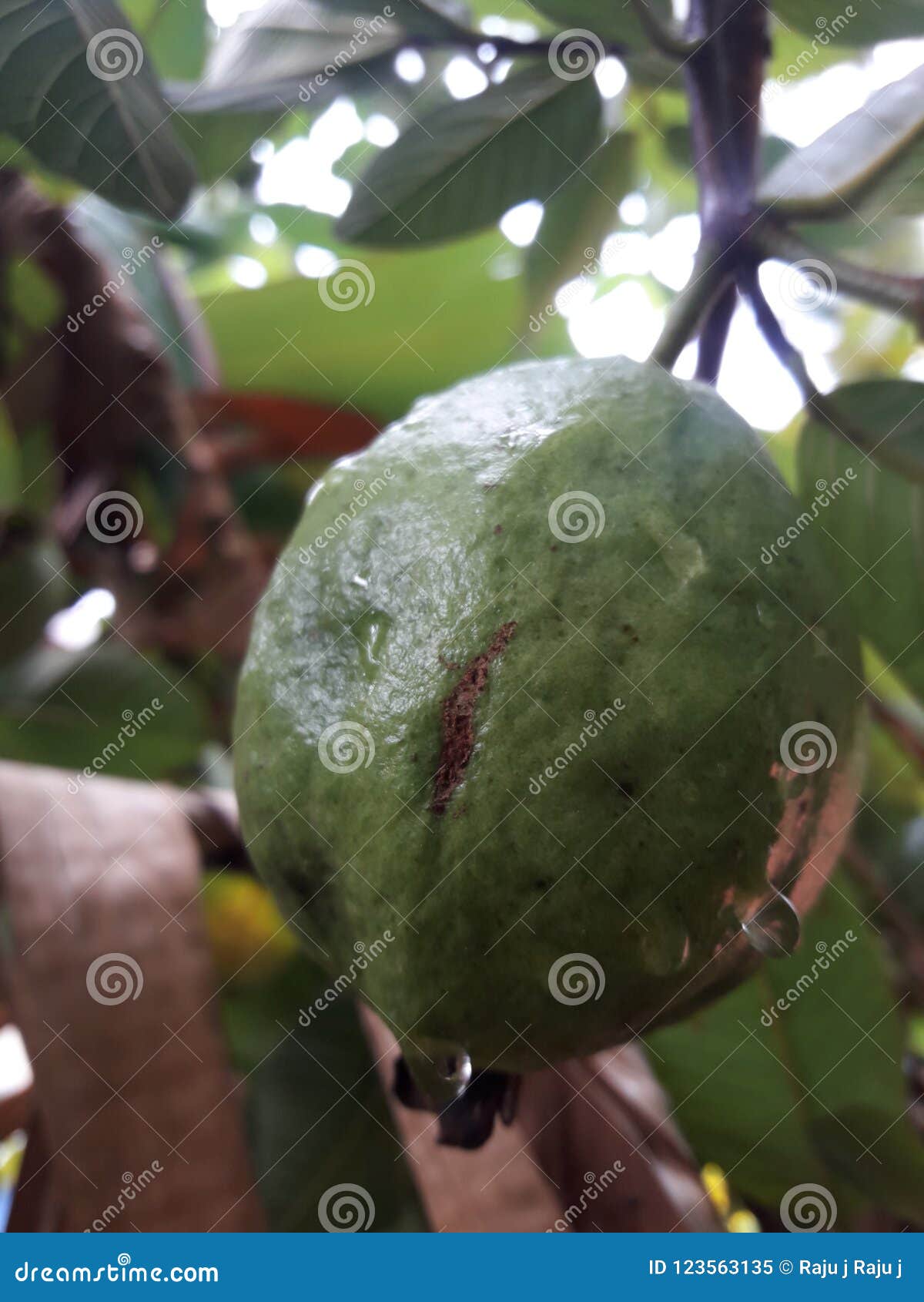 Gova tree stock image. Image of nature, tree, gova, fruit - 123563135