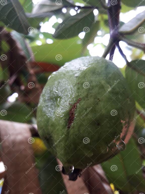 Gova tree stock image. Image of nature, tree, gova, fruit - 123563135