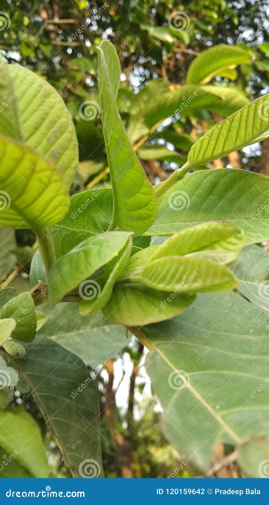 Govava Tree Stock Photos - Free & Royalty-Free Stock Photos from Dreamstime